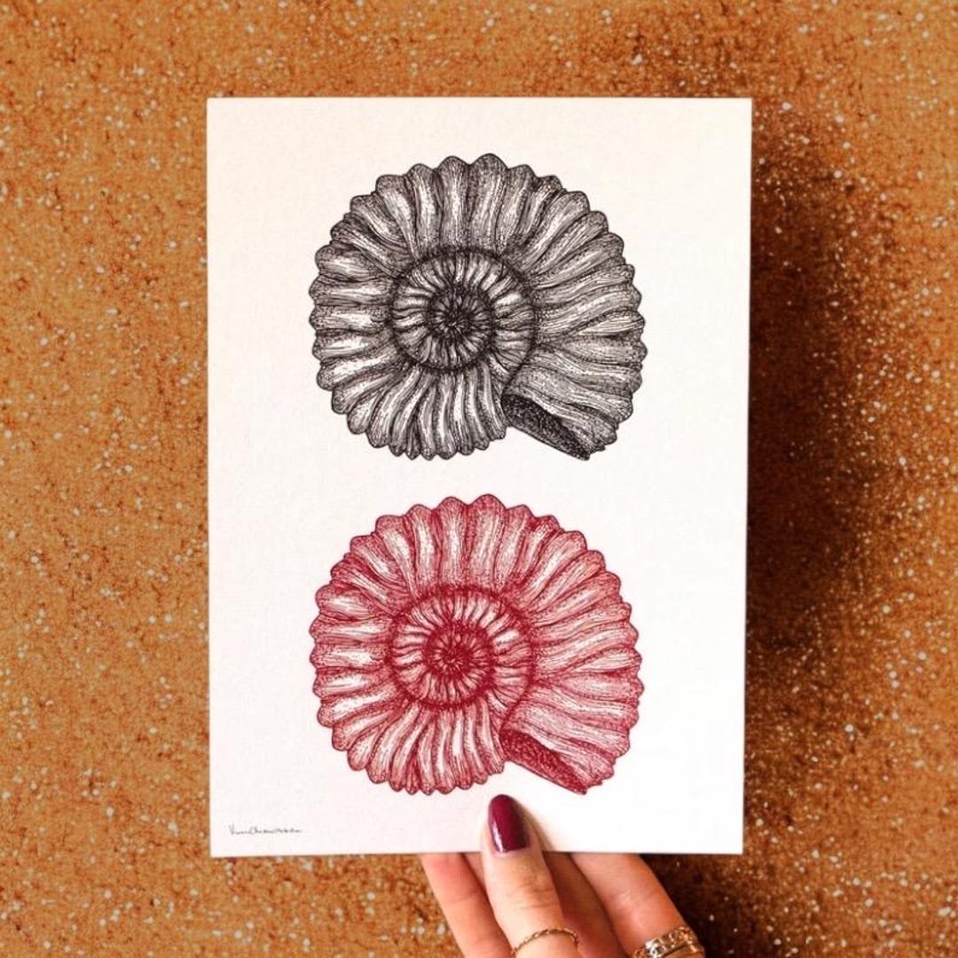 Ammonite Fossil | Black & Red | A5 Print | Handmade Ink Illustration ...