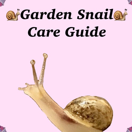 Pet Snail Care Guide - Etsy