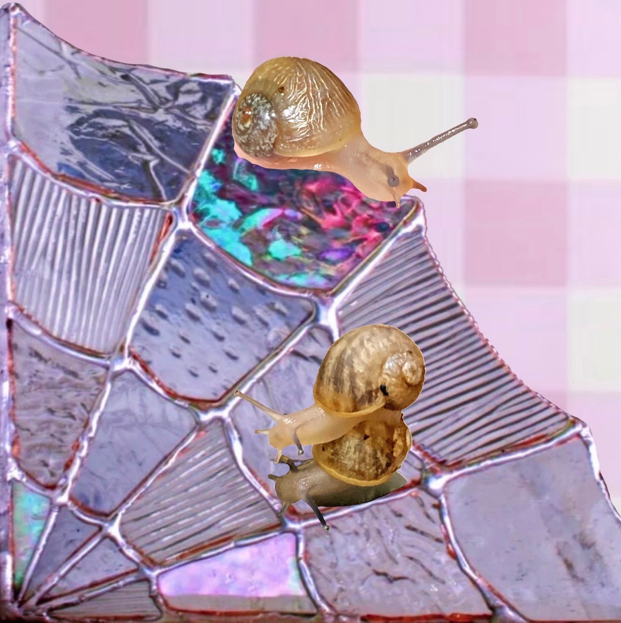 Pet Snail Care Guide - Etsy