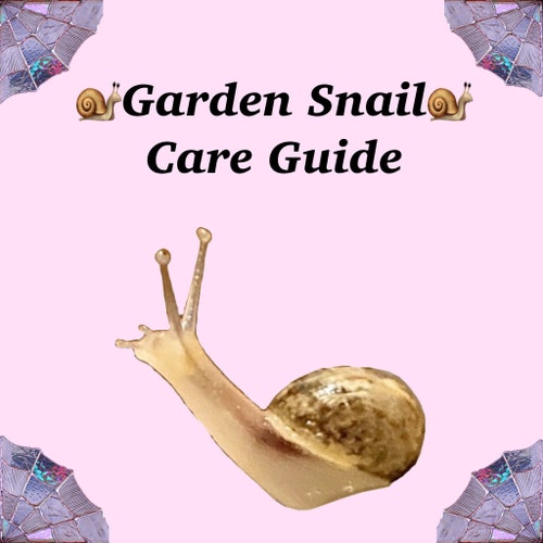 Pet Snail Care Guide - Etsy