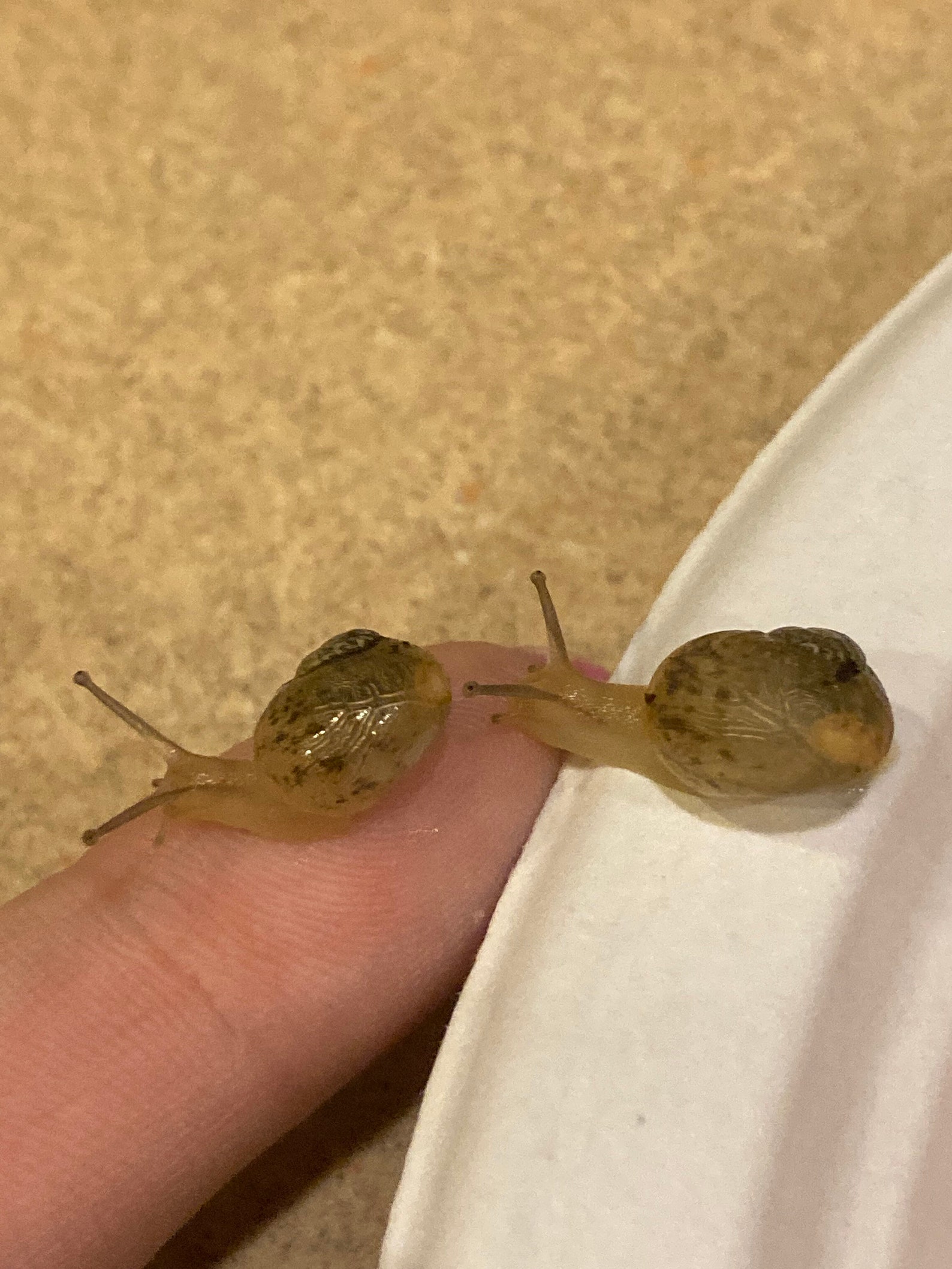 Pet Snail Care Guide - Etsy