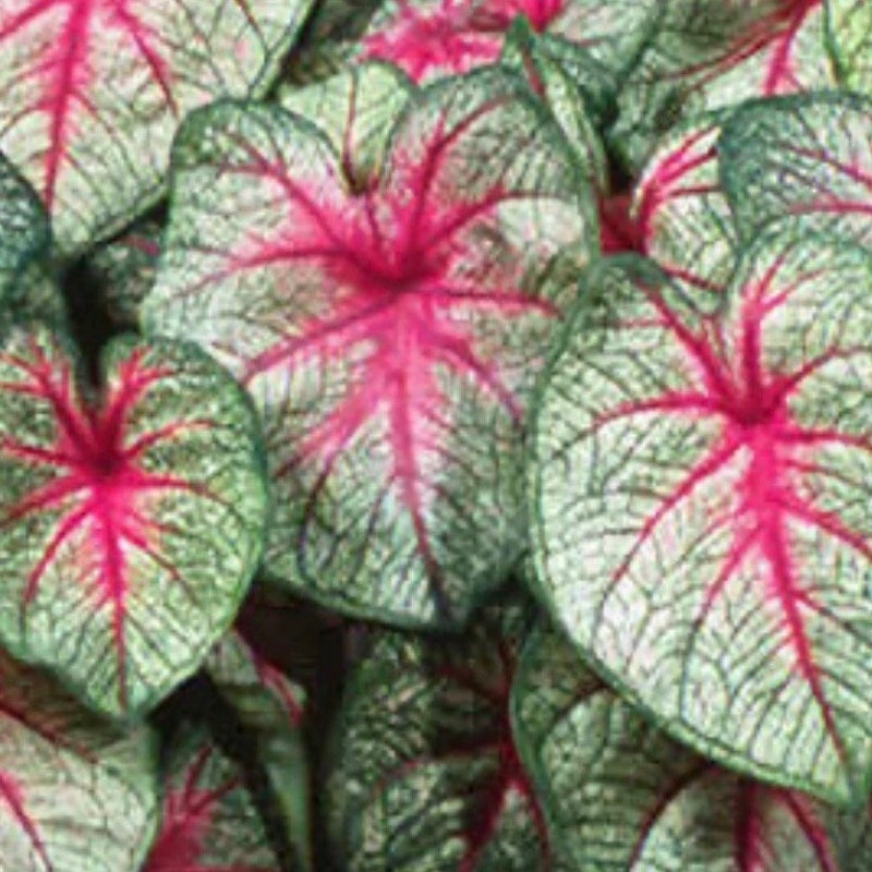 Caladium - Etsy