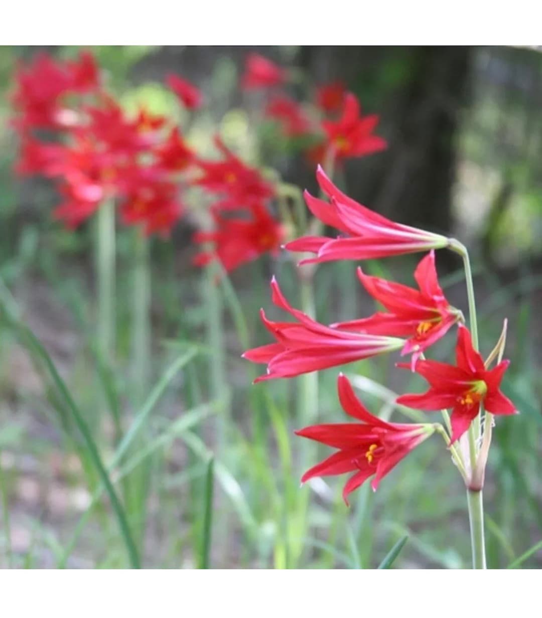 1 Red Oxblood Lily Bulb Schoolhouse Lilies - Etsy