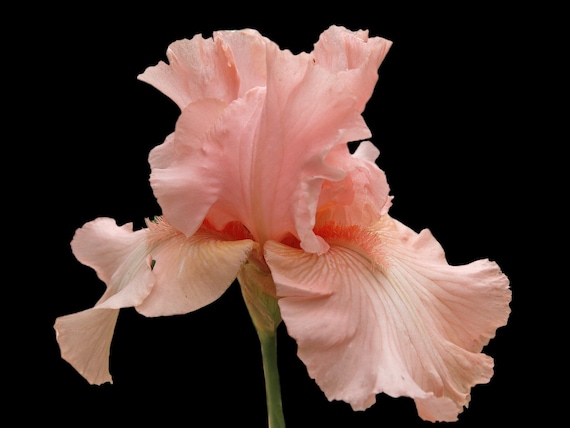 Cherubs Smile Reblooming Bearded Iris - Etsy