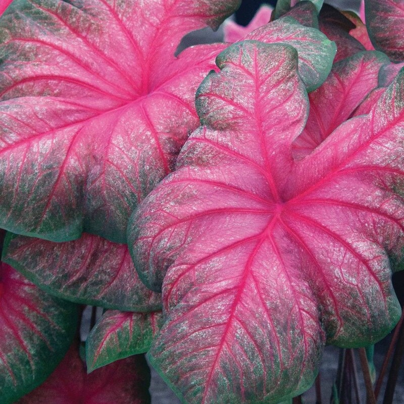 Caladium Bulbs - Etsy