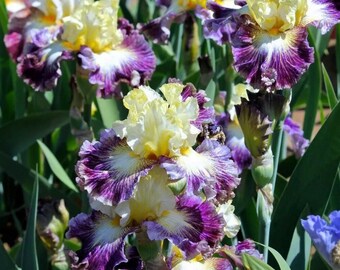 Raspberry Swirl Reblooming Bearded Iris | Etsy