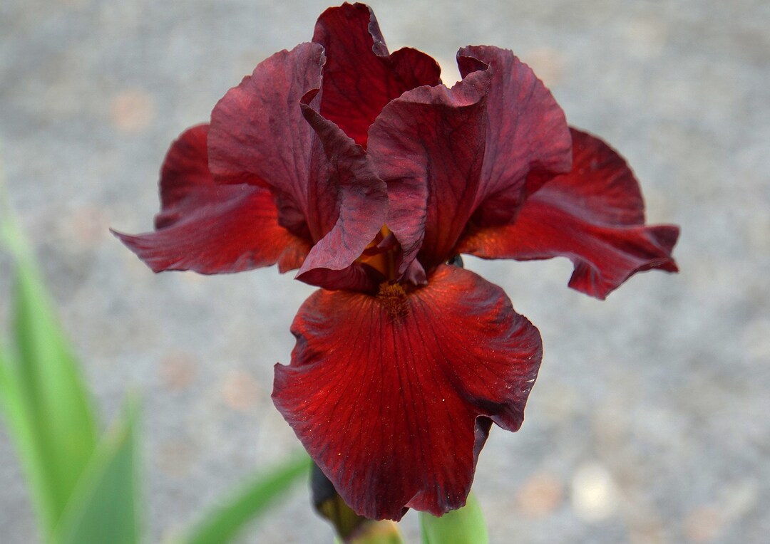 Grateful Red Reblooming Bearded Iris - Etsy