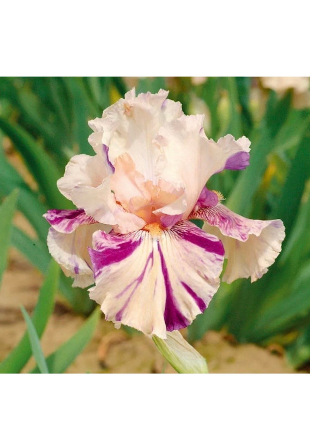 Peach Jam Reblooming Bearded Iris - Etsy