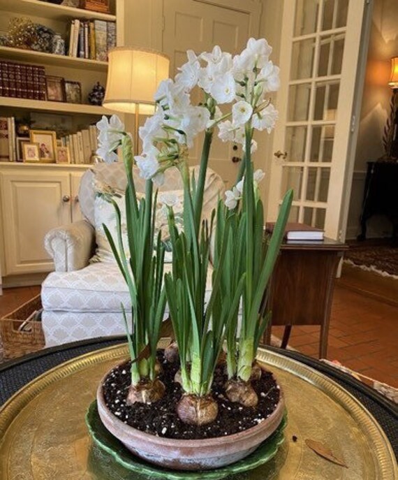 Narcissus Bulbs Indoors
