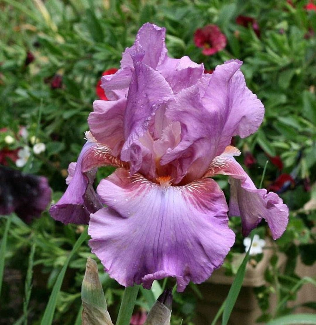 Persian Berry Reblooming Bearded Iris Purple - Etsy