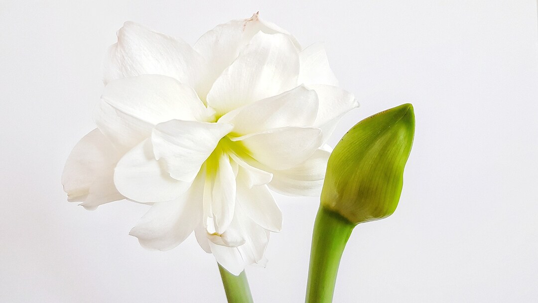 White Snow Drift Amaryllis Bulb - Etsy