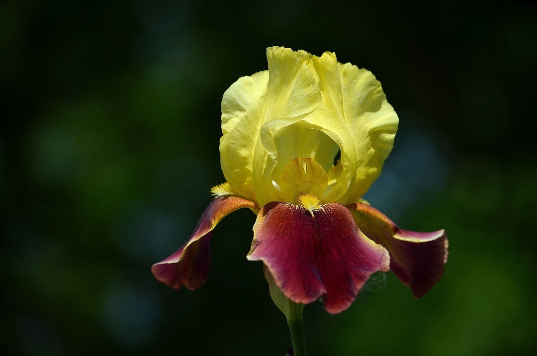 Raspberry Swirl Reblooming Bearded Iris - Etsy