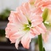 Large Pink Flush Amaryllis Bulb RARE - Etsy