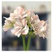 Large Pink Flush Amaryllis Bulb RARE - Etsy