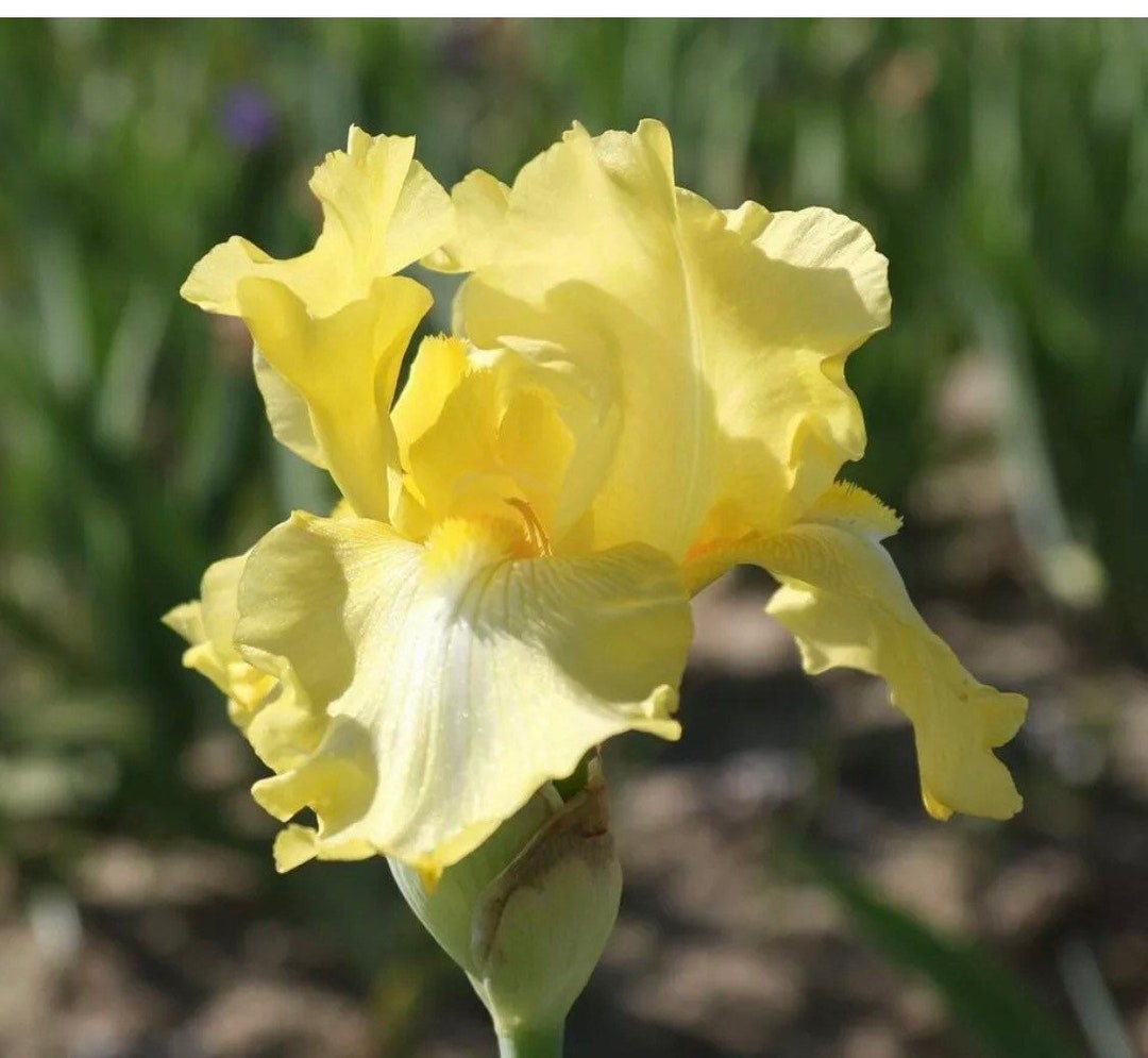 Harvest of Memories Reblooming Bearded Iris - Etsy
