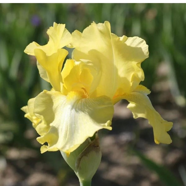 Reblooming Bearded Iris - Etsy