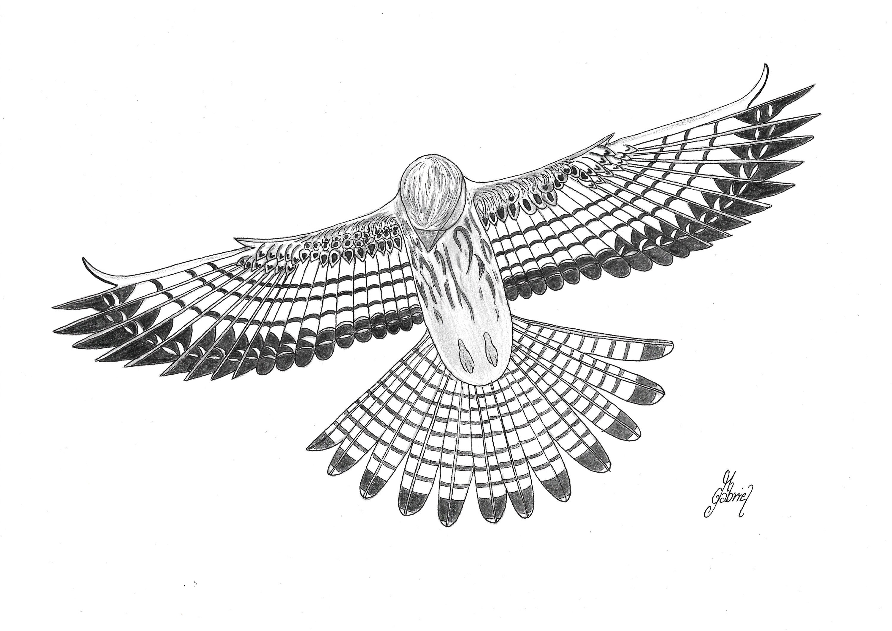 Falcon Flying Drawing