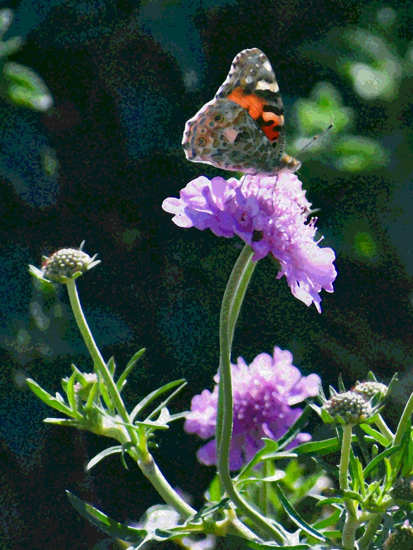 Painted Lady Butterfly - Etsy