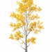 Whispers of the Forest - Quaking Aspen Tree Poster, Botanical Art Print ...