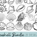 Sea Shell SVG Bundle, Ocean Beach Shell Clipart, Nautical Summer SVG ...
