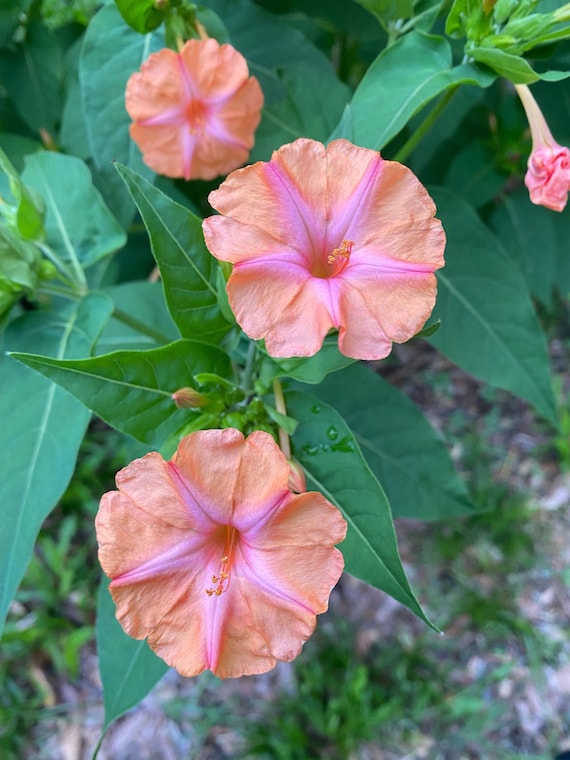 25 Four O'clock 'salmon Sunset' Mirabilis Jalapa - Etsy Australia