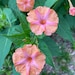 25 Four O'clock 'salmon Sunset' Mirabilis Jalapa Seeds "salmon Pink ...