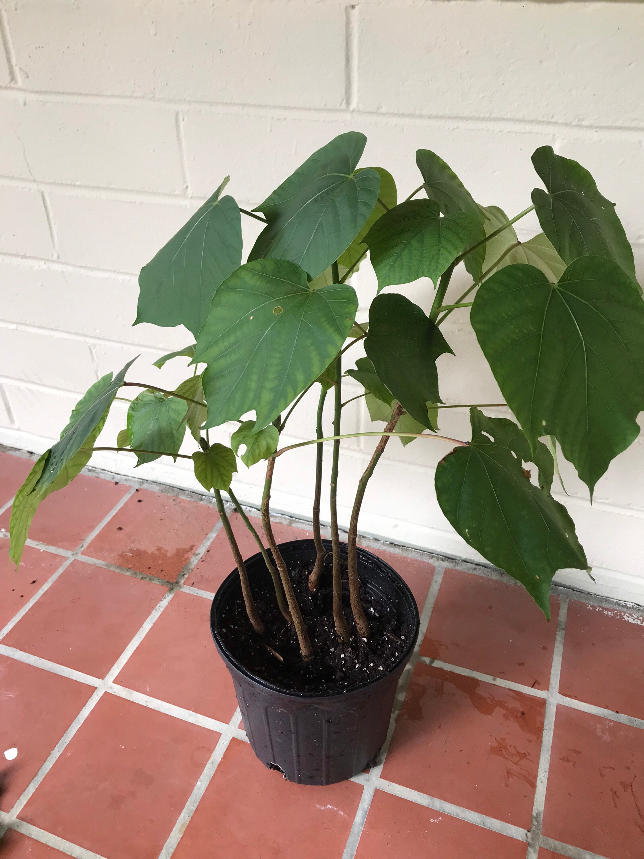 Tung Oil Tree - Etsy