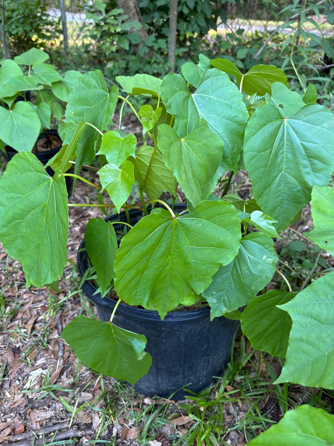 2ft Tall Tung Oil Trees - Etsy
