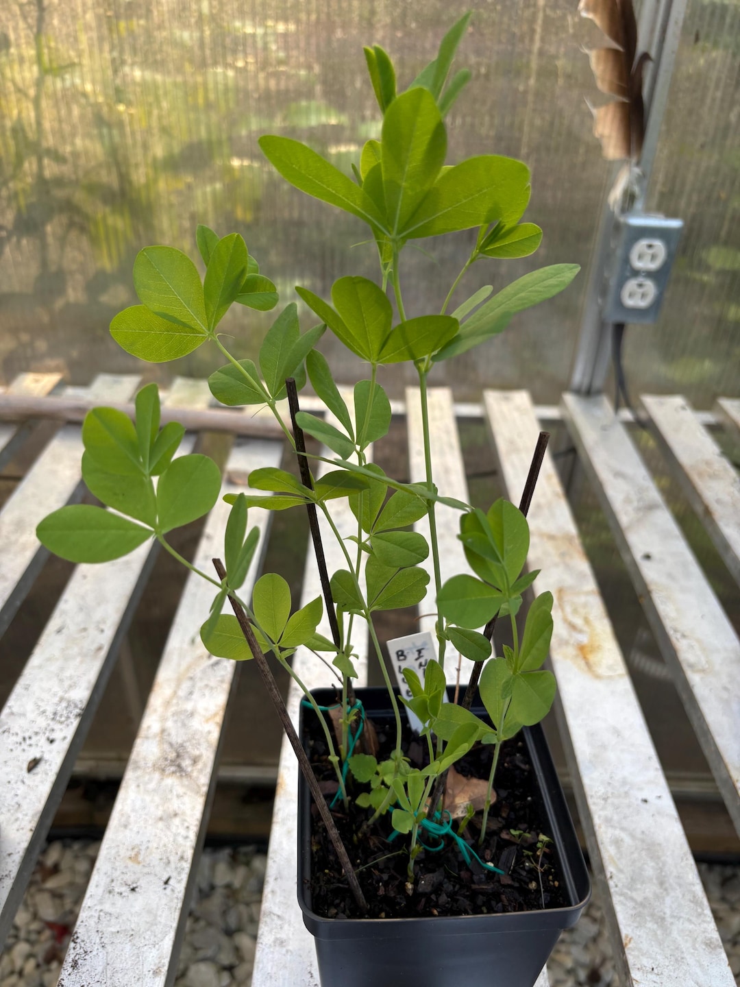 Wild Blue Indigo Plants - Etsy