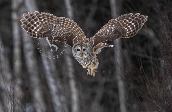 Striped Owl Flying