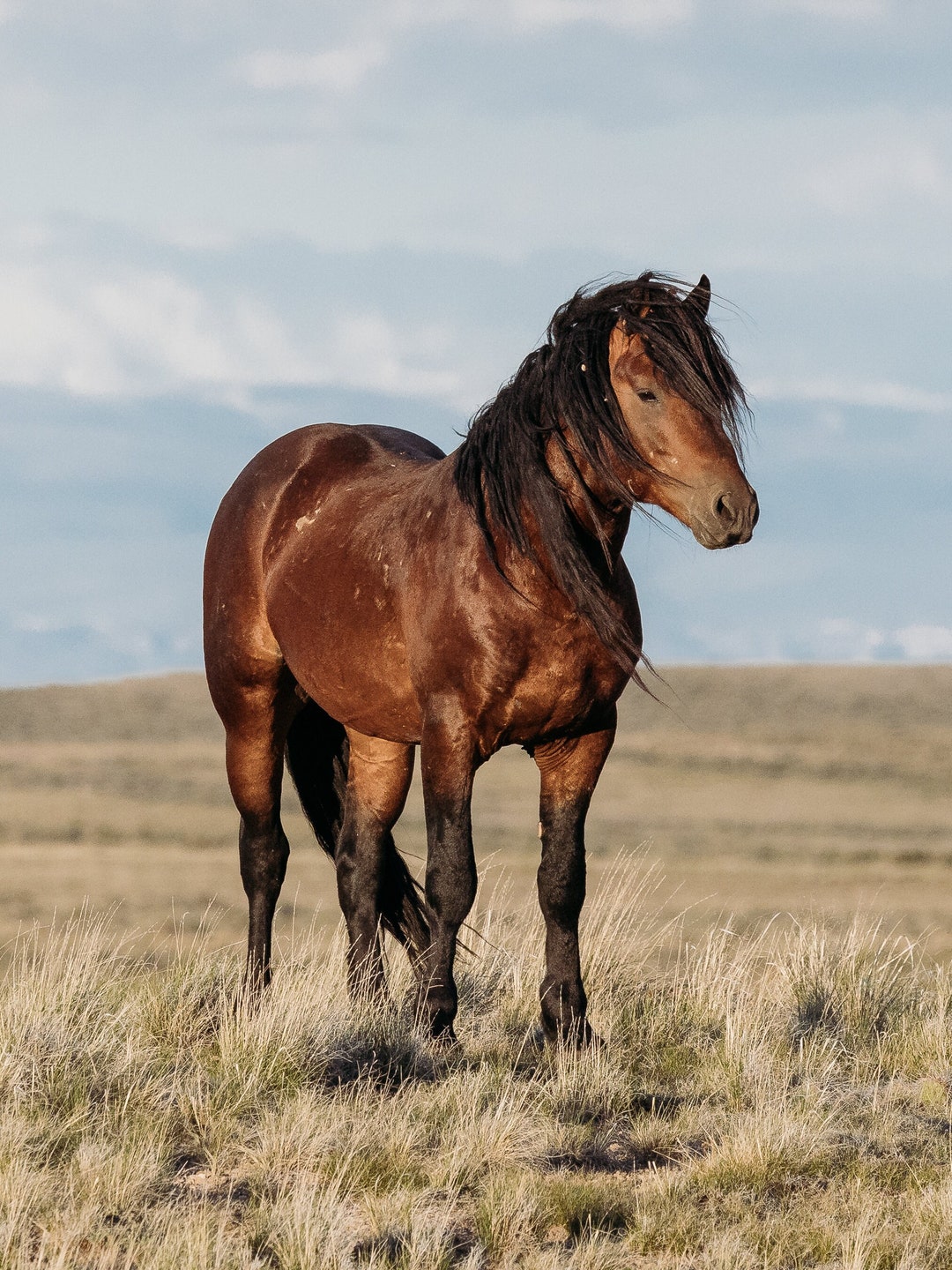 Wild Mustangs From Mccullough Peaks, Wyoming - May 2021 / Wildlife ...