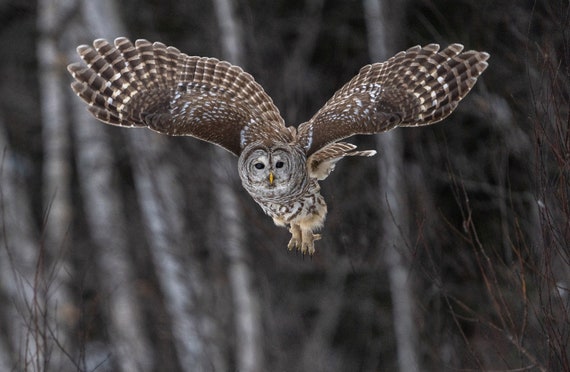 Barred Owl Taking Flight at Dusk / Wildlife Photography Print - Etsy