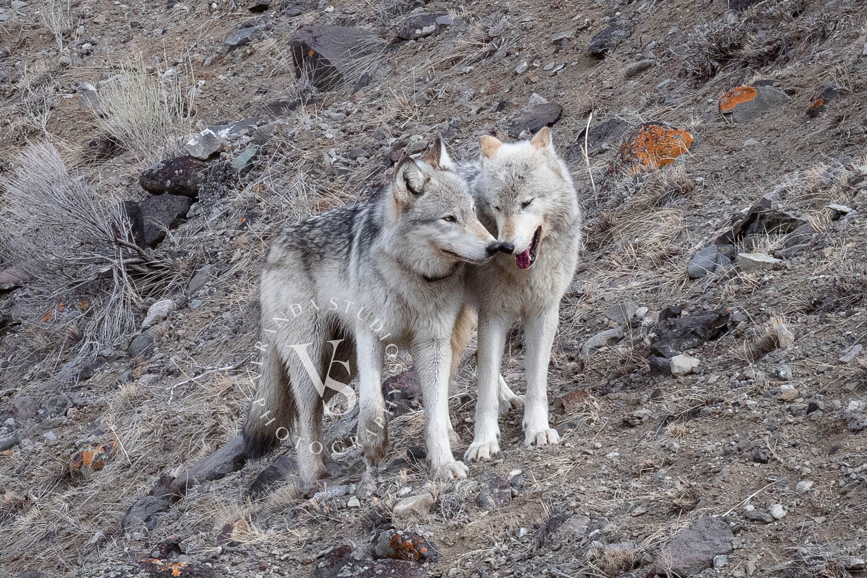 Eight (8) Mile Wolves in Yellowstone National Park - March 2022 ...