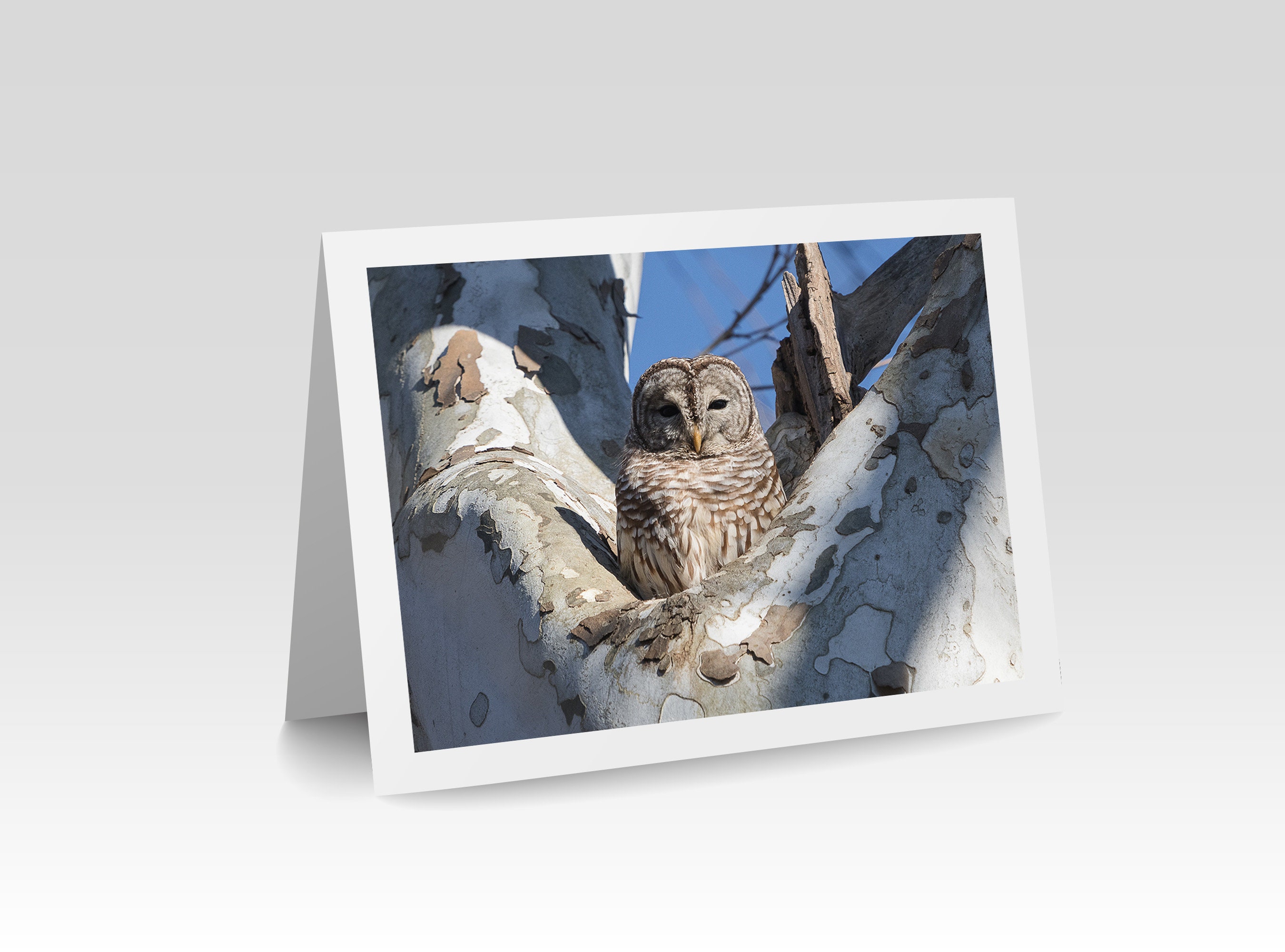 Owl Greeting Cards Set of 4 / Wildlife Photography / Photo Note Cards ...