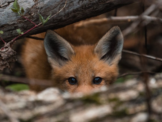Cute Red Fox Kit Playing Peek-a-boo / Wildlife Fine Art Print | Etsy