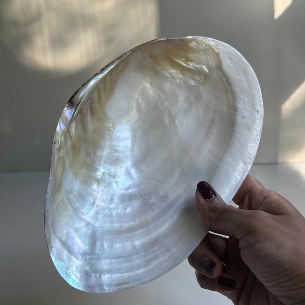 Trochus Shell - Etsy