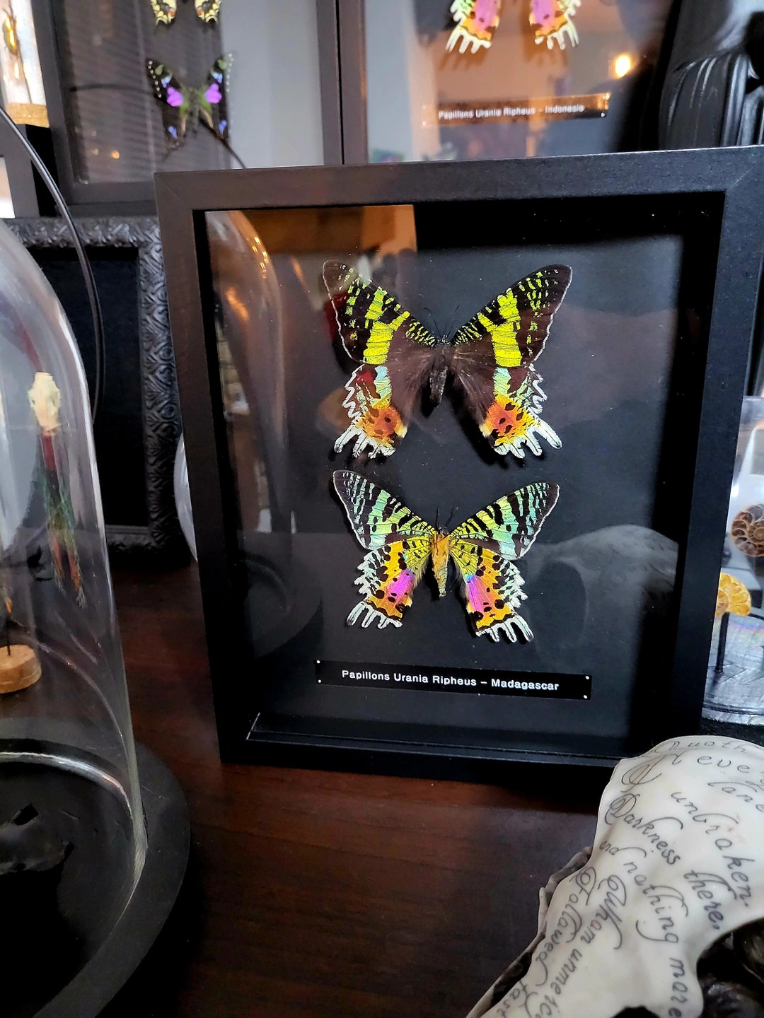 BUTTERFLIES Urania Ripheus Under Frame - Etsy