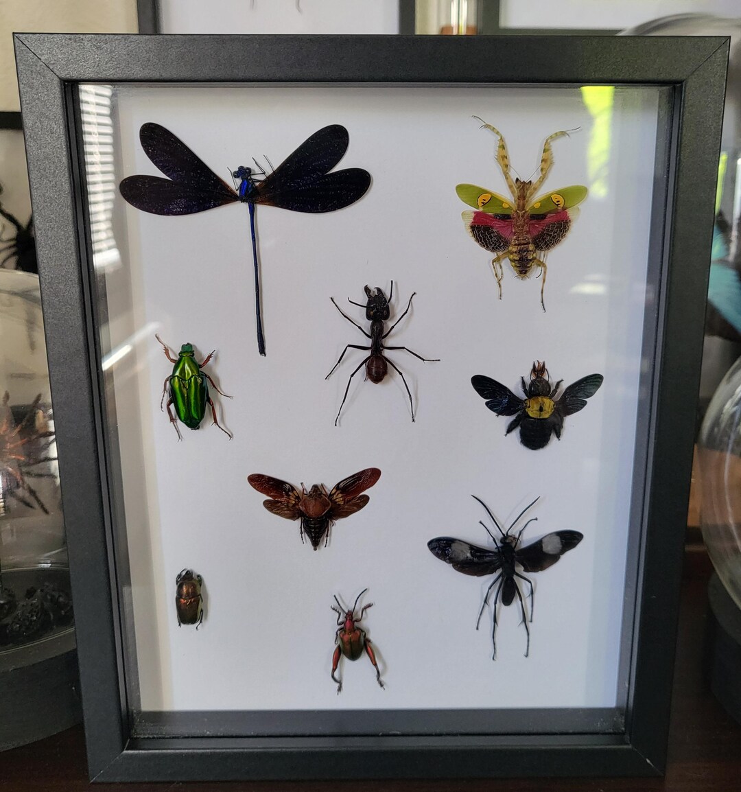 Insect Frame - Etsy