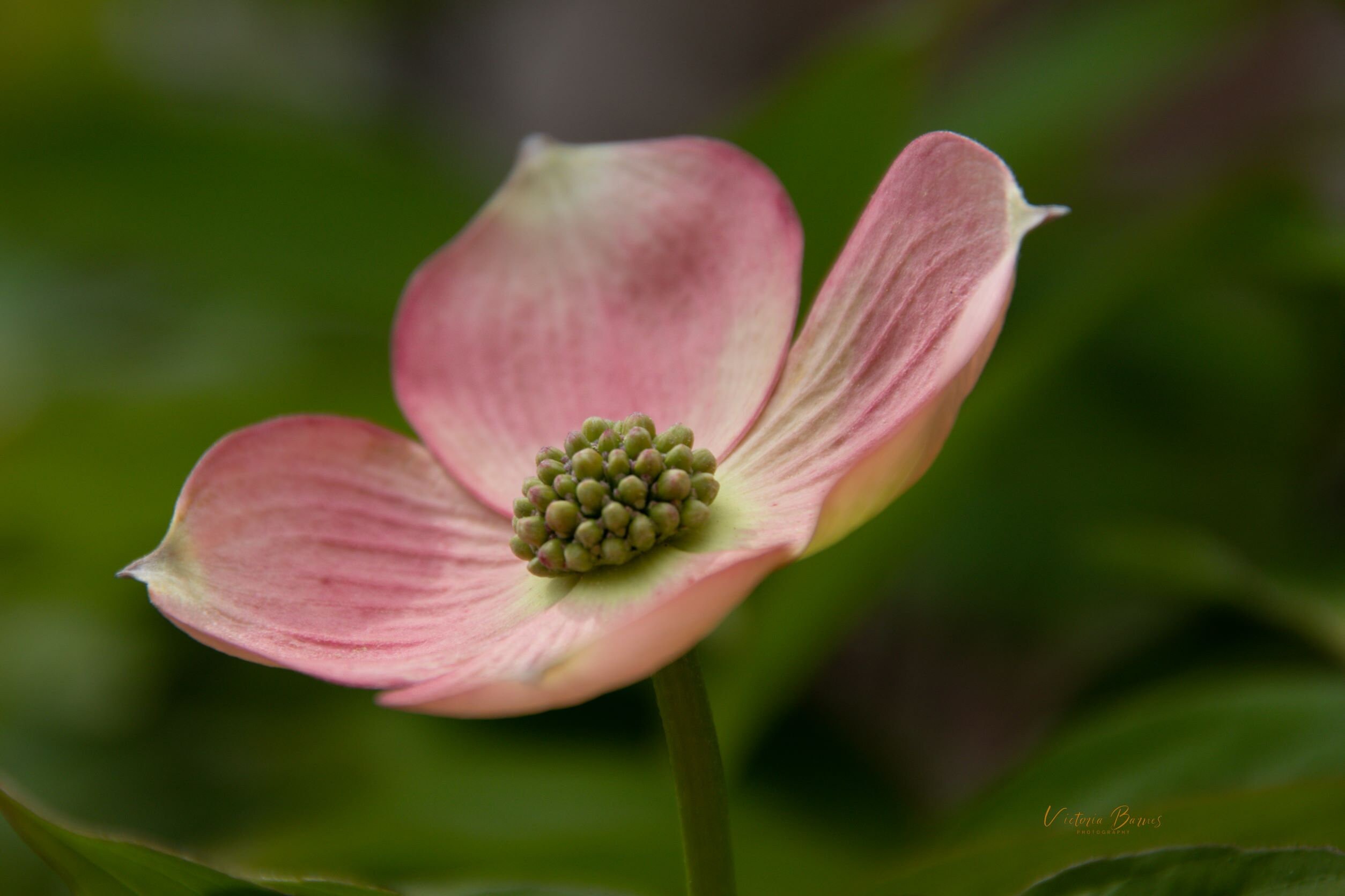 Buy My Art — Victoria Barnes Photography