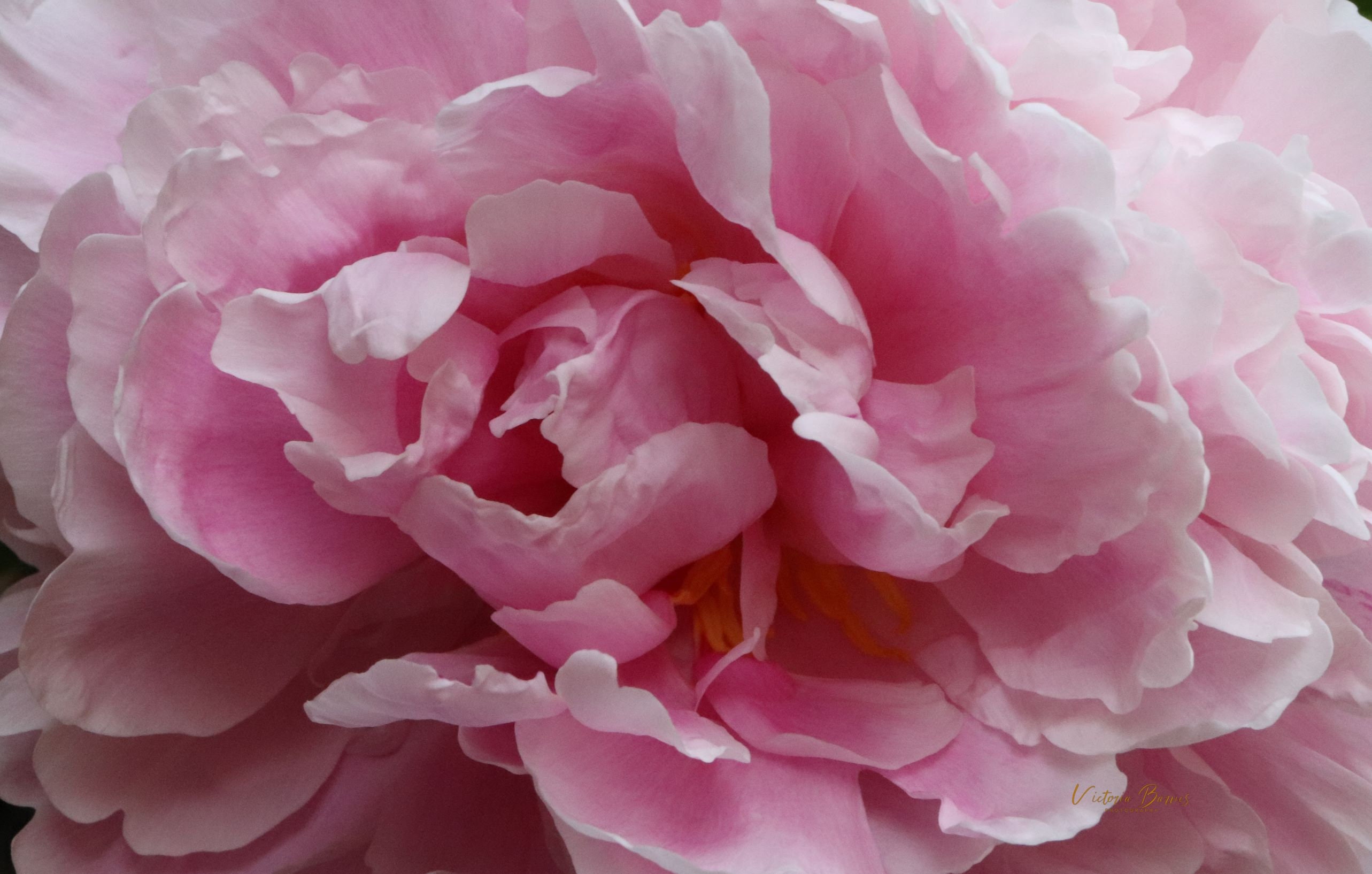 Buy My Art — Victoria Barnes Photography