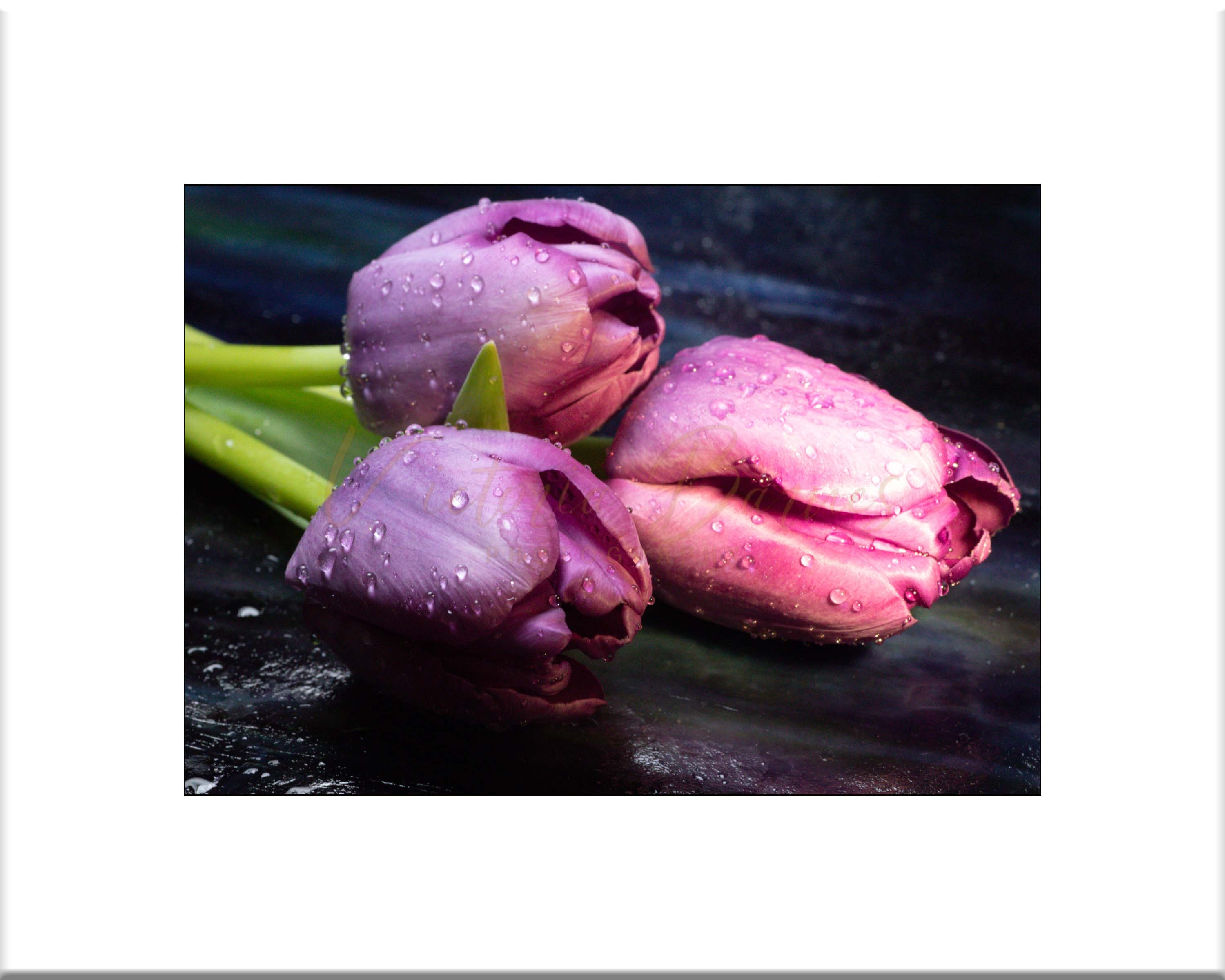 Buy My Art — Victoria Barnes Photography