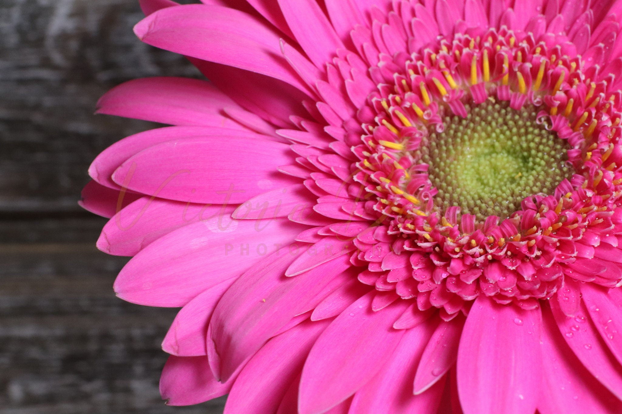 Buy My Art — Victoria Barnes Photography