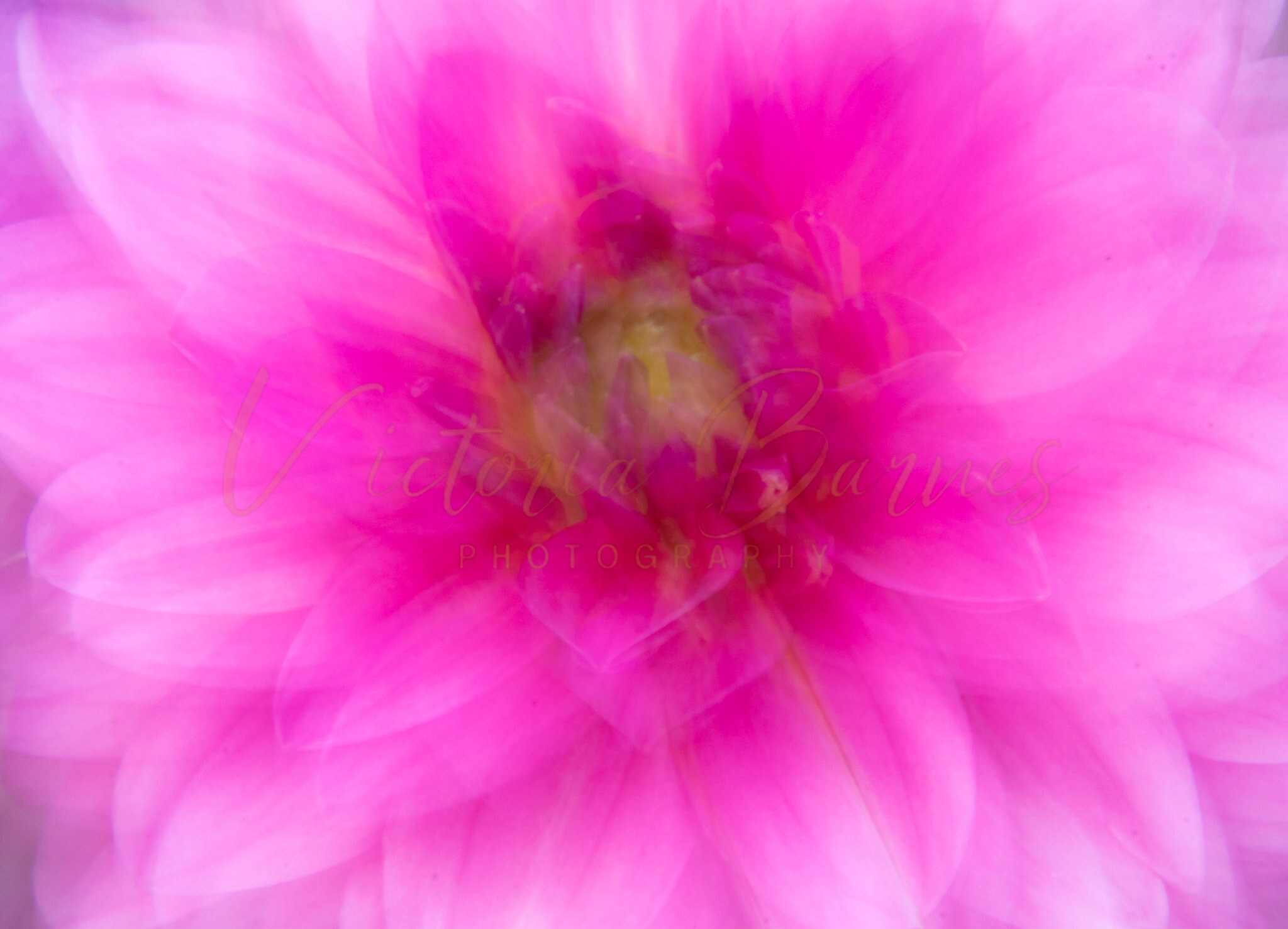 Buy My Art — Victoria Barnes Photography