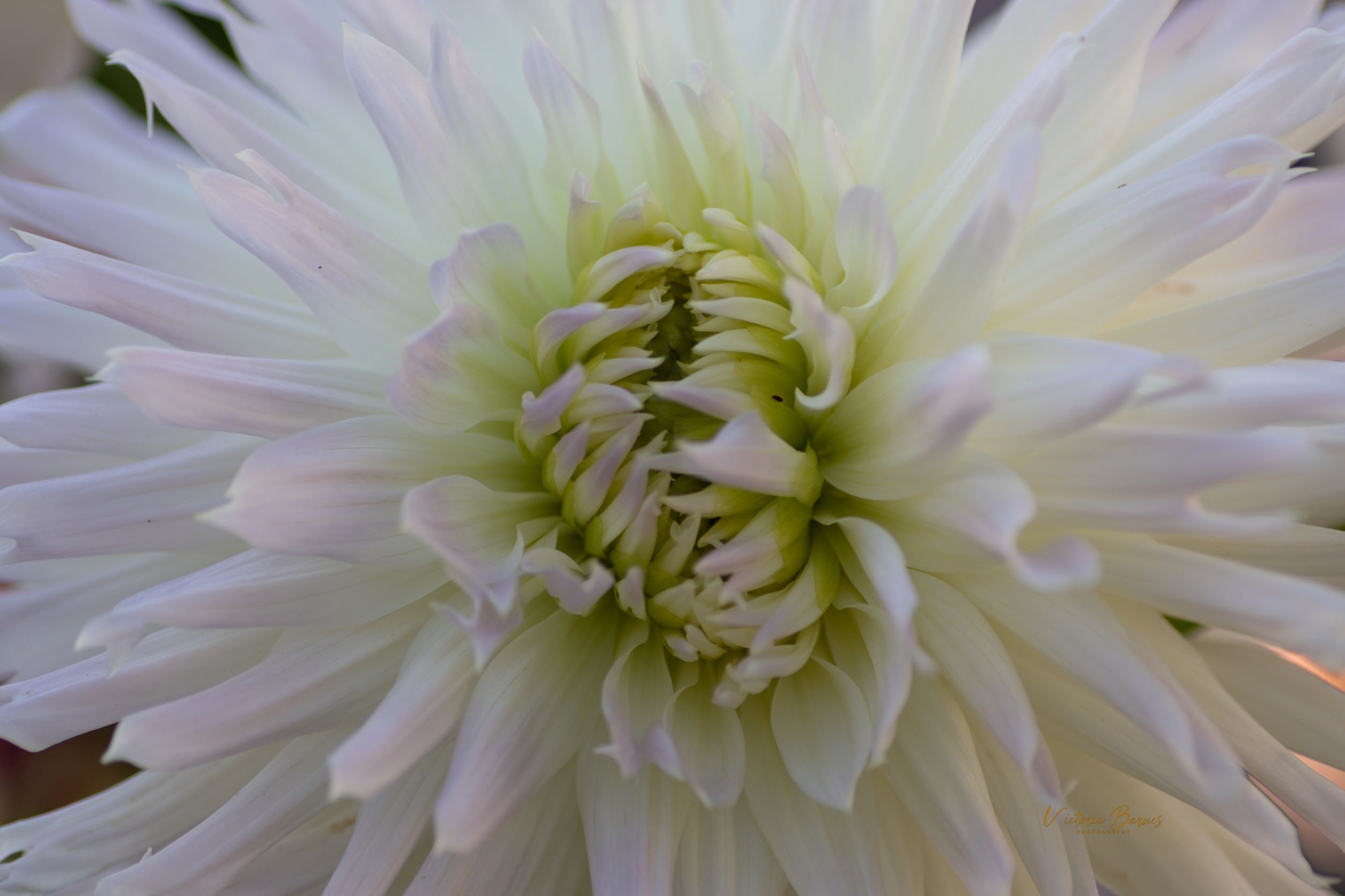 Buy My Art — Victoria Barnes Photography