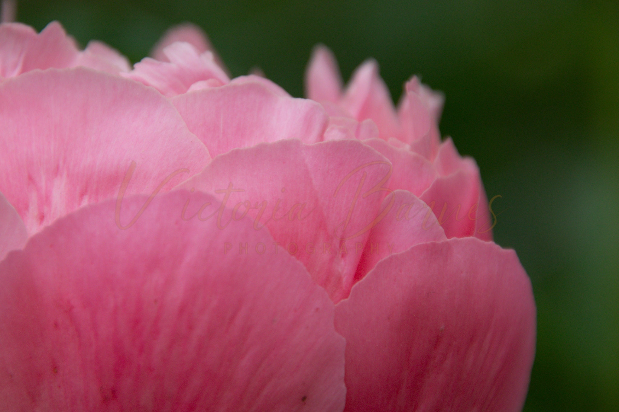 Buy My Art — Victoria Barnes Photography