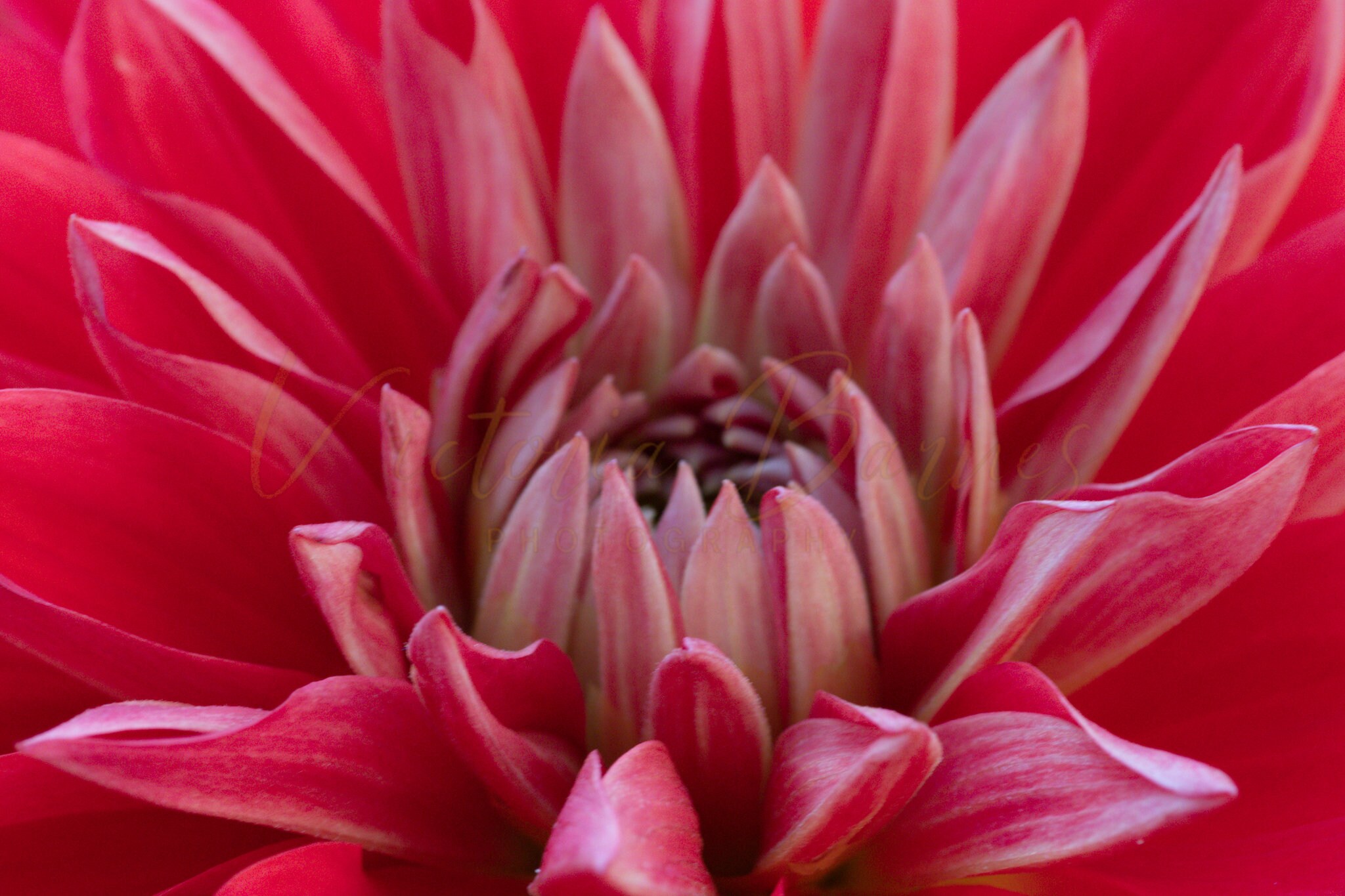 Buy My Art — Victoria Barnes Photography