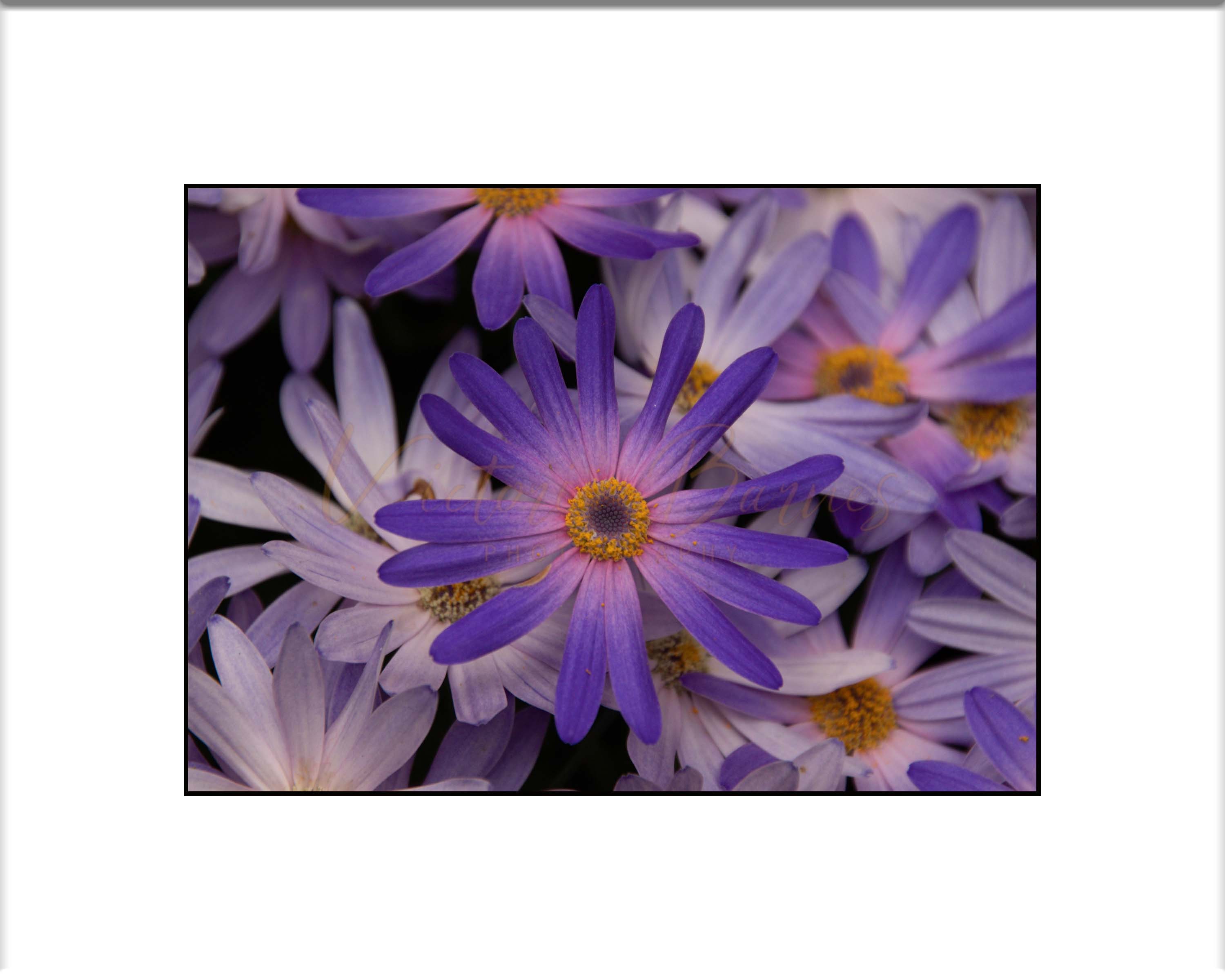 Buy My Art — Victoria Barnes Photography