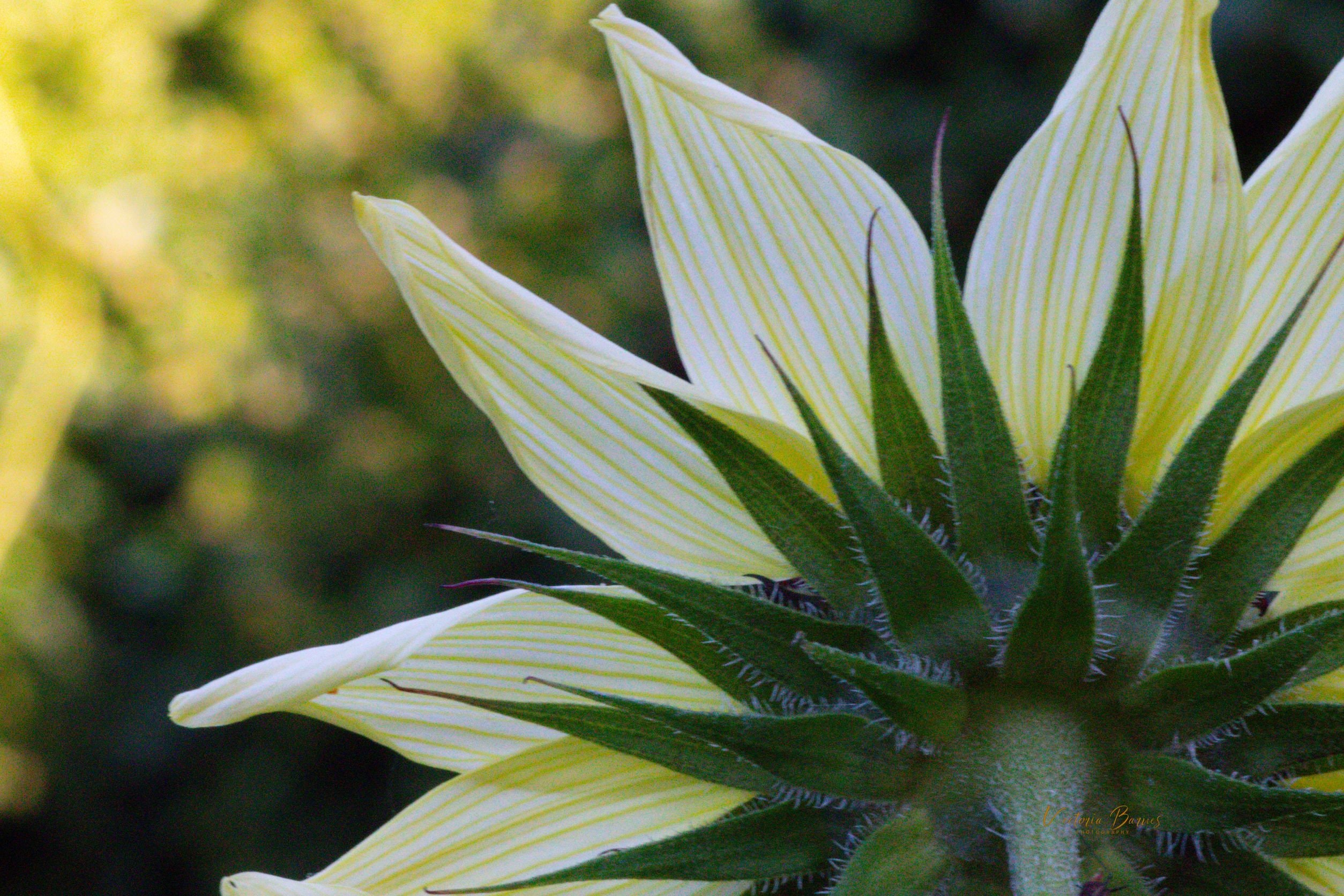 Buy My Art — Victoria Barnes Photography