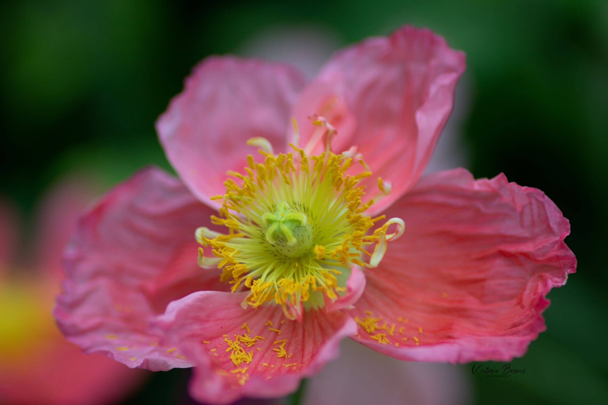 Buy My Art — Victoria Barnes Photography