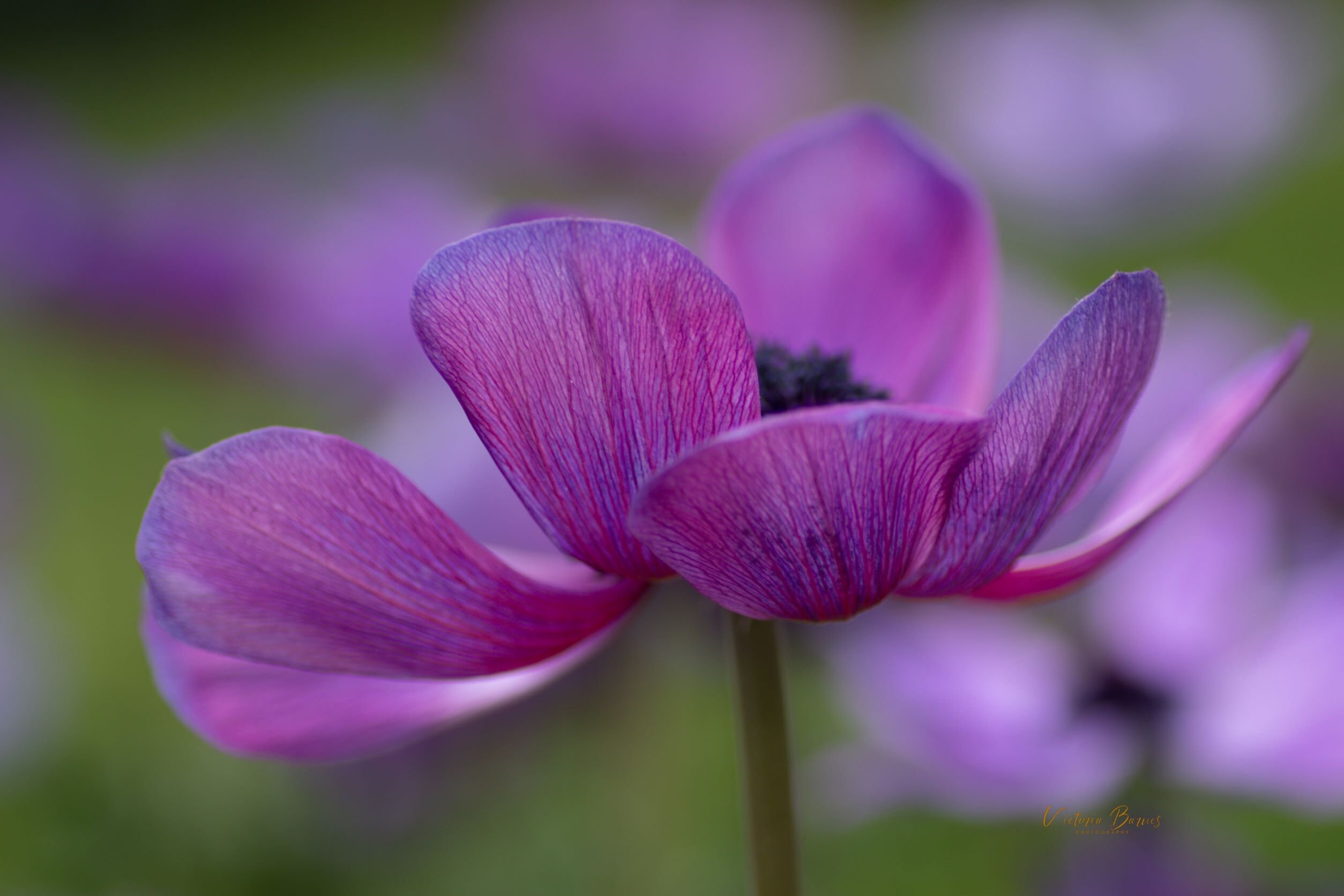 Buy My Art — Victoria Barnes Photography